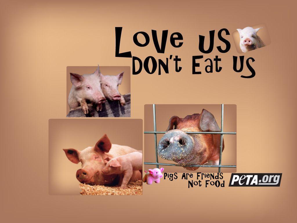 Peta Wallpapers - Wallpaper Cave