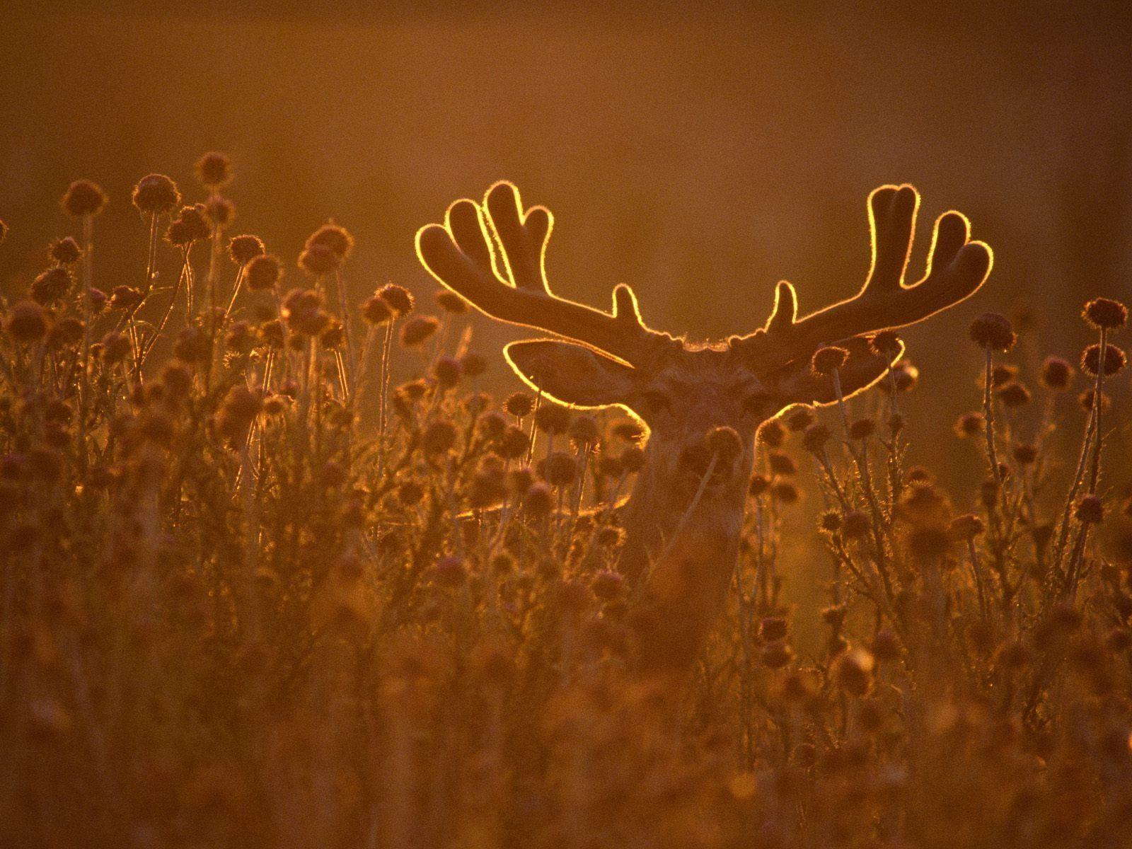 Deer Backgrounds Pictures - Wallpaper Cave