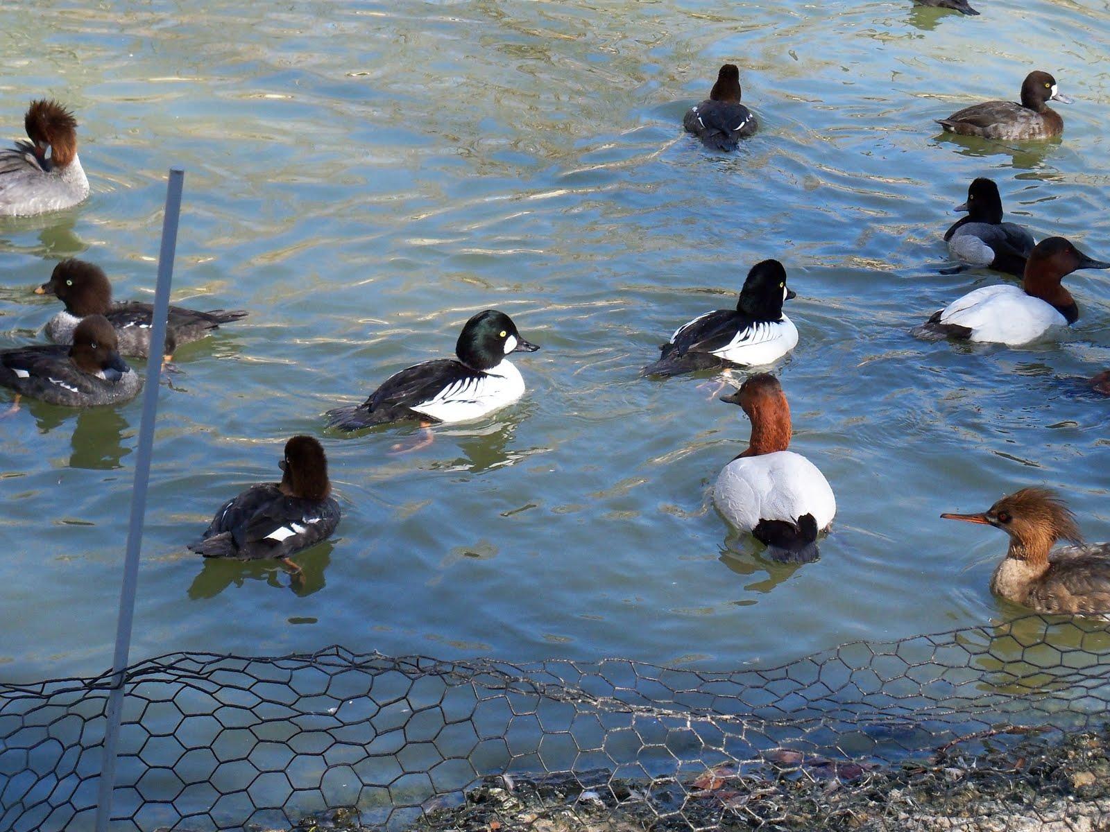 Waterfowl Wallpapers - Wallpaper Cave