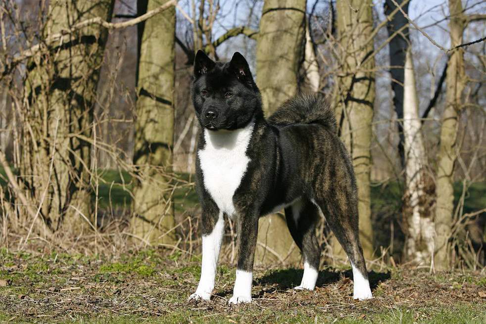 Akita Wallpapers - Wallpaper Cave