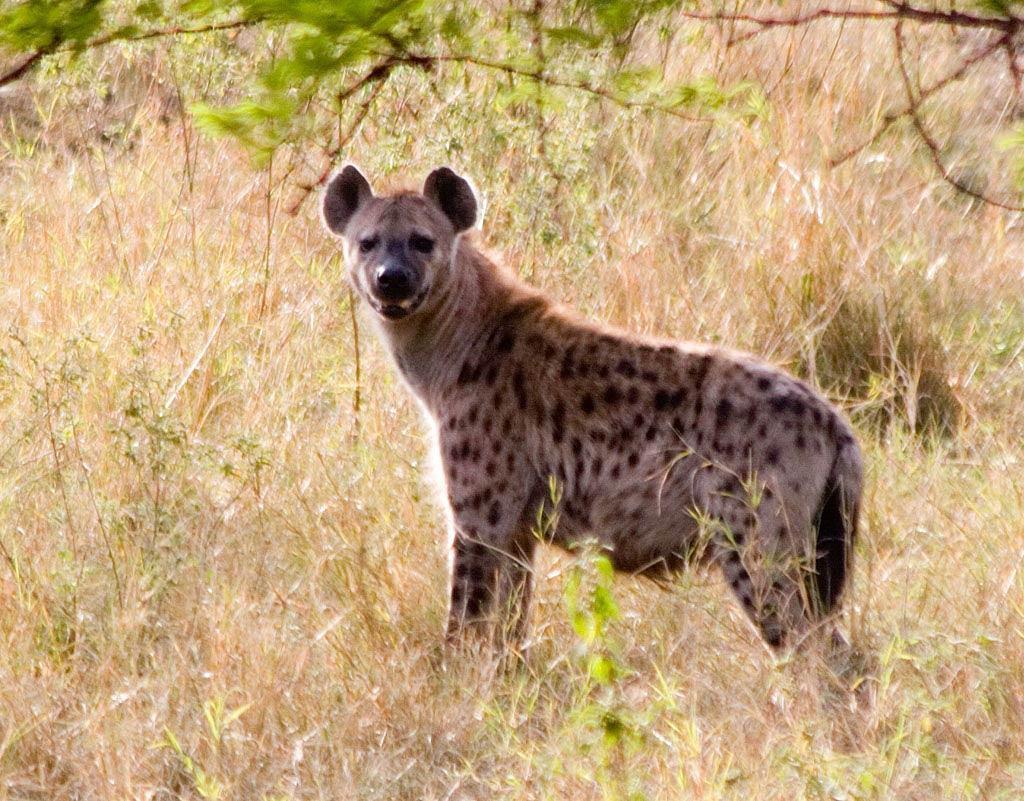 Hyena Picture Desktop Wallpaper