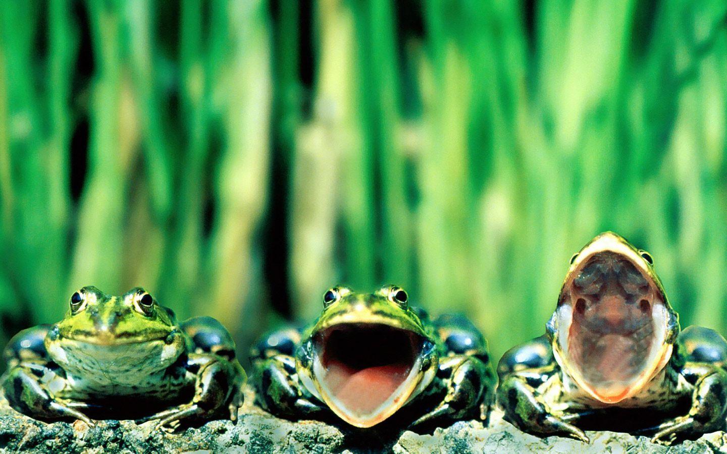 Frog Backgrounds - Wallpaper Cave