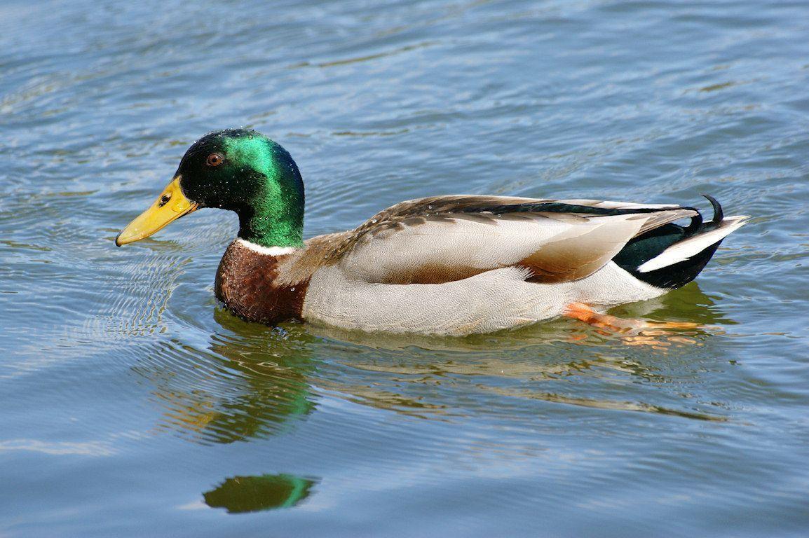Mallard Duck Wallpapers - Wallpaper Cave