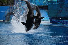 Shamu Wallpapers - Wallpaper Cave