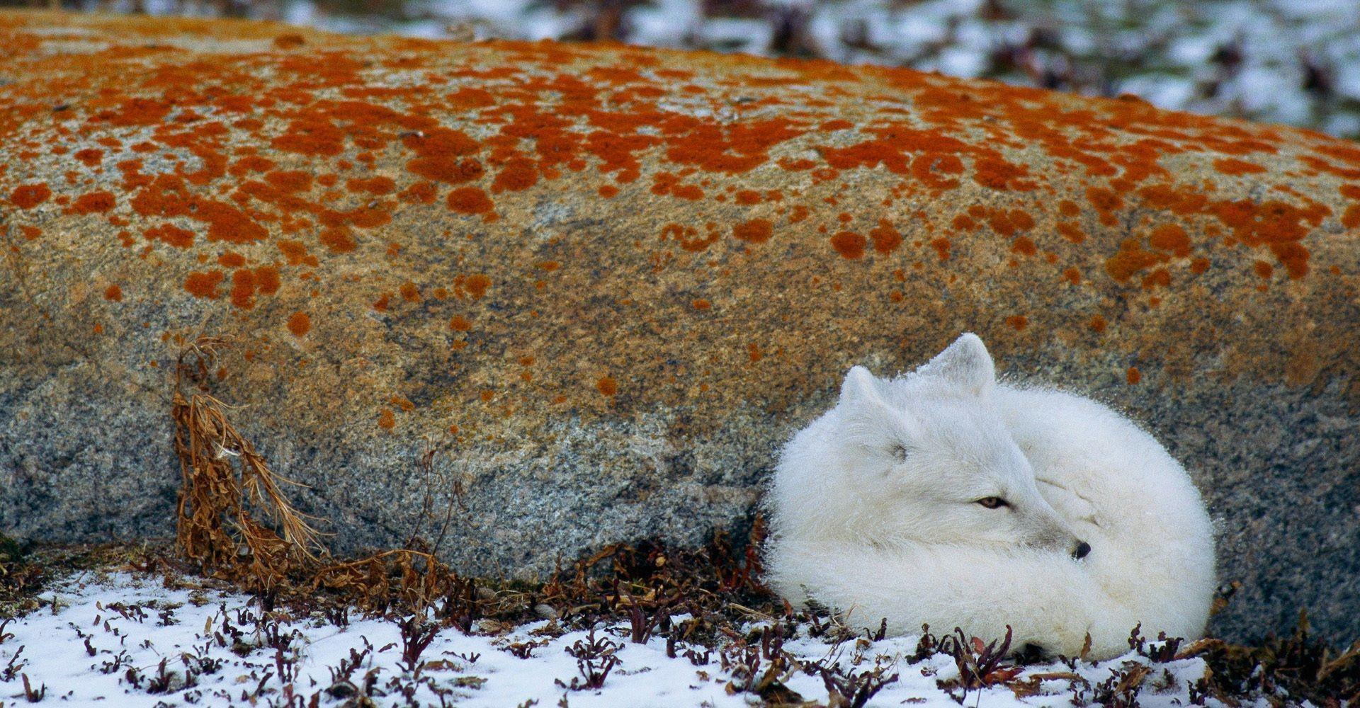 Arctic Fox Wallpapers - Wallpaper Cave