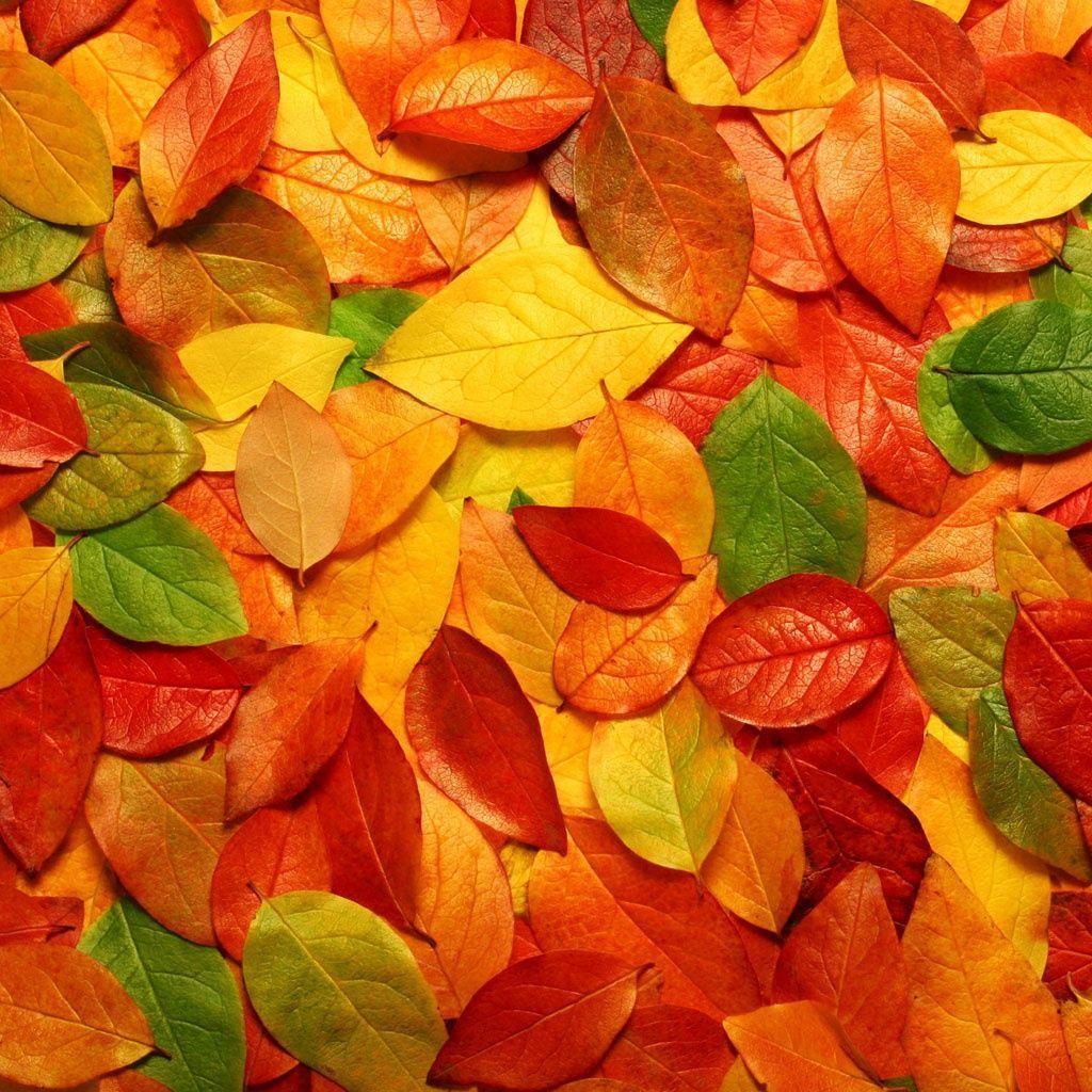 Fall Leaf Wallpapers - Wallpaper Cave