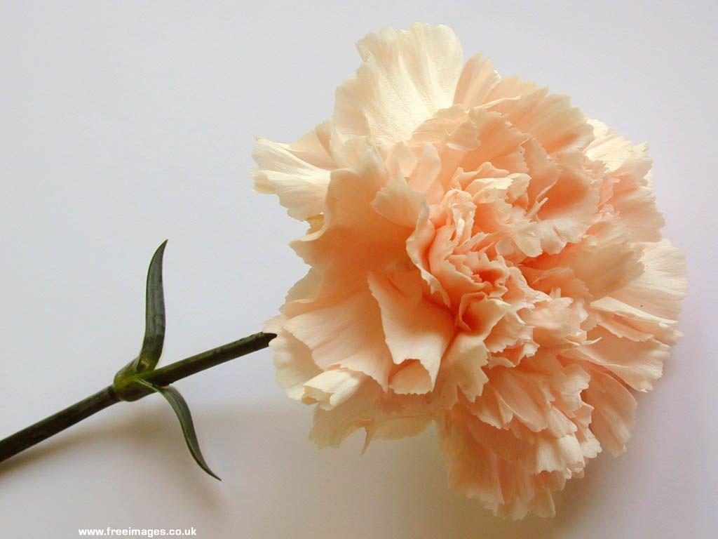 Carnation Wallpapers - Wallpaper Cave