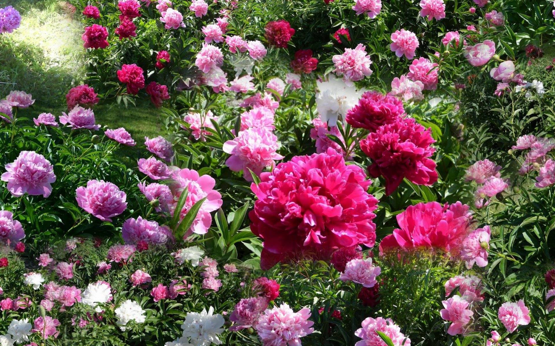 Peonies Wallpapers - Wallpaper Cave