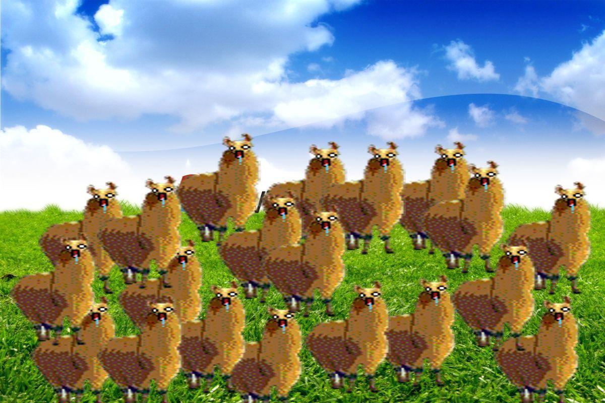 Llama Backgrounds - Wallpaper Cave