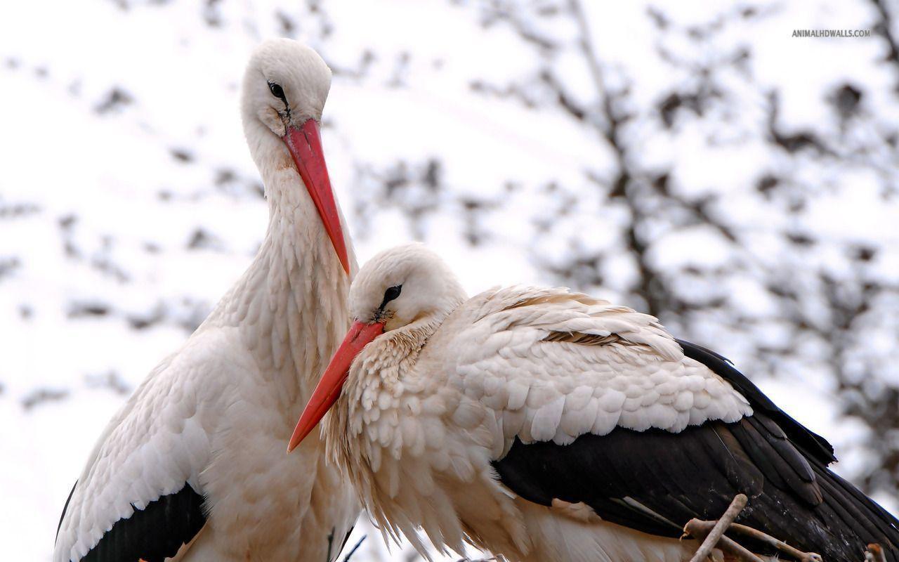Stork Wallpapers - Wallpaper Cave