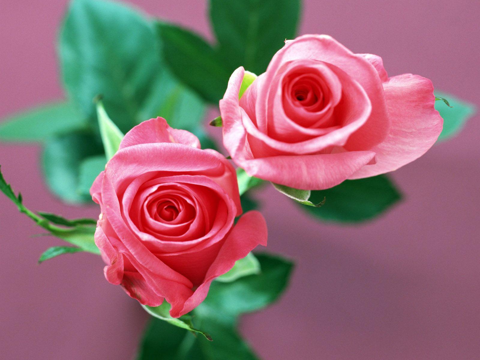 Wallpapers Flower Rose - Wallpaper Cave