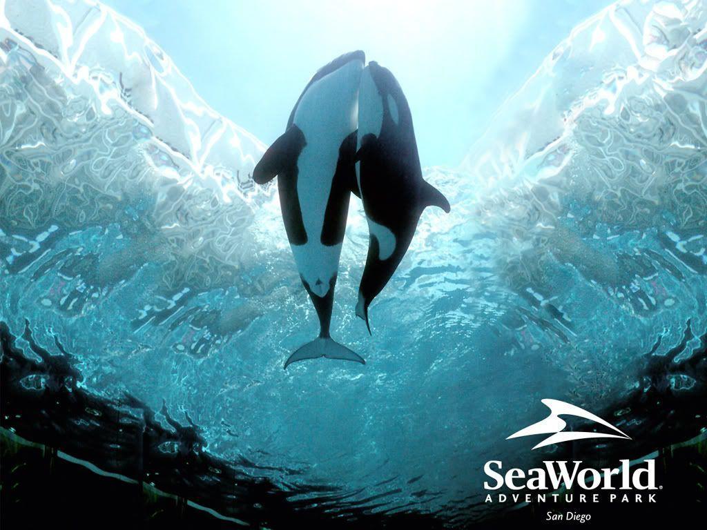 Shamu Wallpapers - Wallpaper Cave