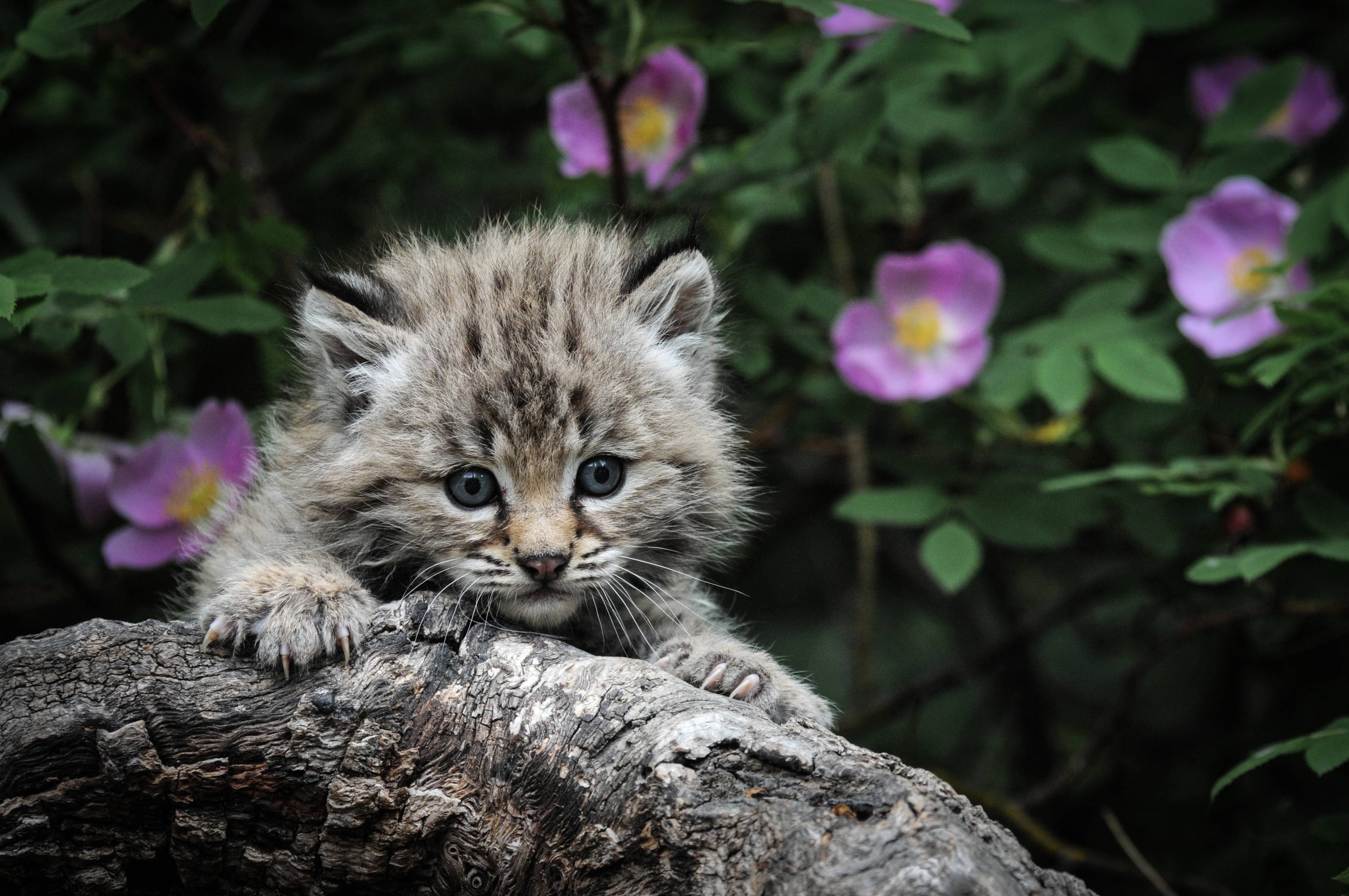 Maine Coon Wallpapers - Wallpaper Cave