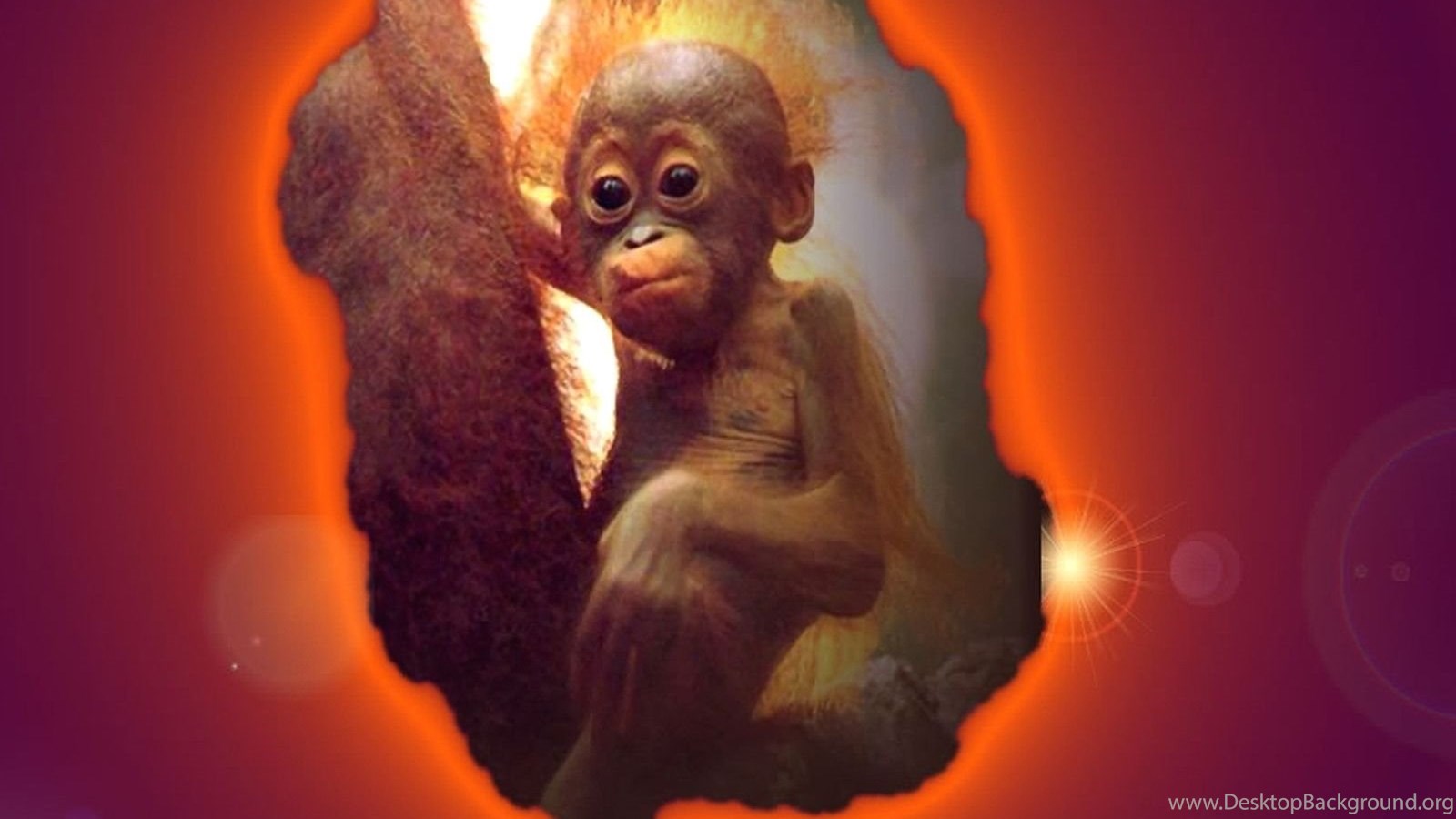 Crazy Monkey Wallpapers - Wallpaper Cave