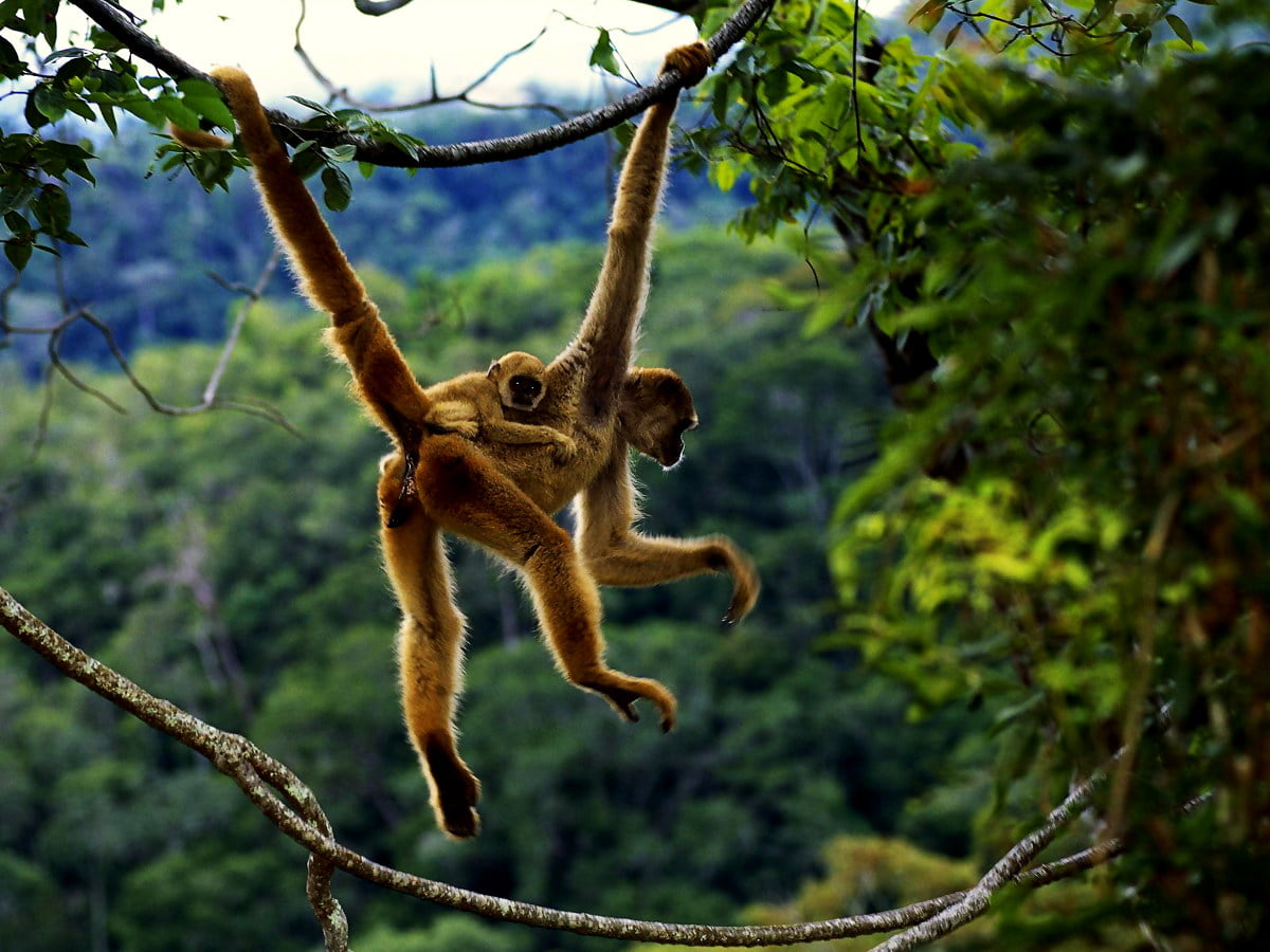 Crazy Monkey Wallpapers - Wallpaper Cave