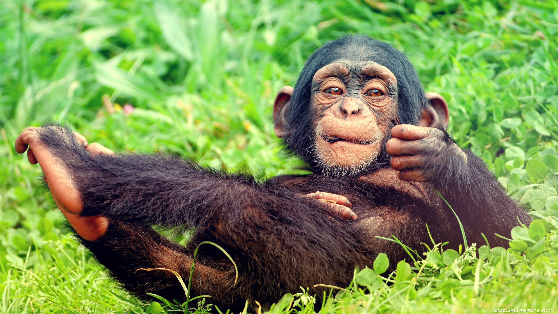 Crazy Monkey Wallpapers - Wallpaper Cave