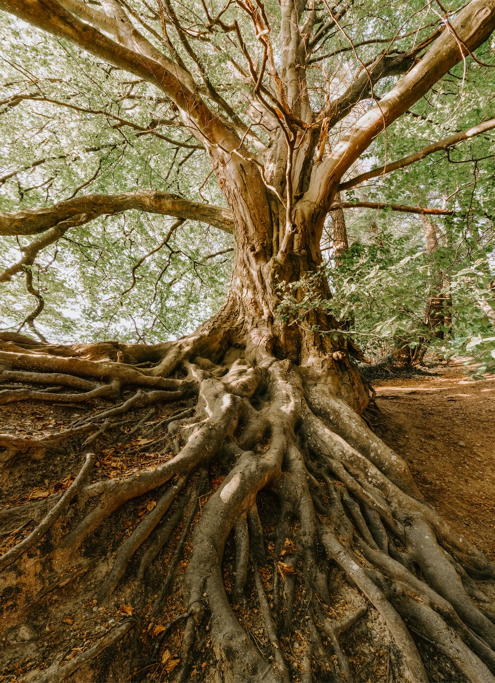 Tree Roots Wallpapers - Wallpaper Cave