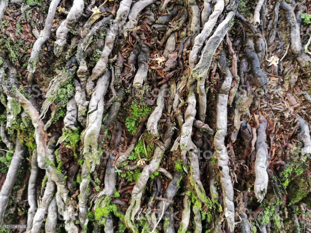 Tree Roots Wallpapers - Wallpaper Cave