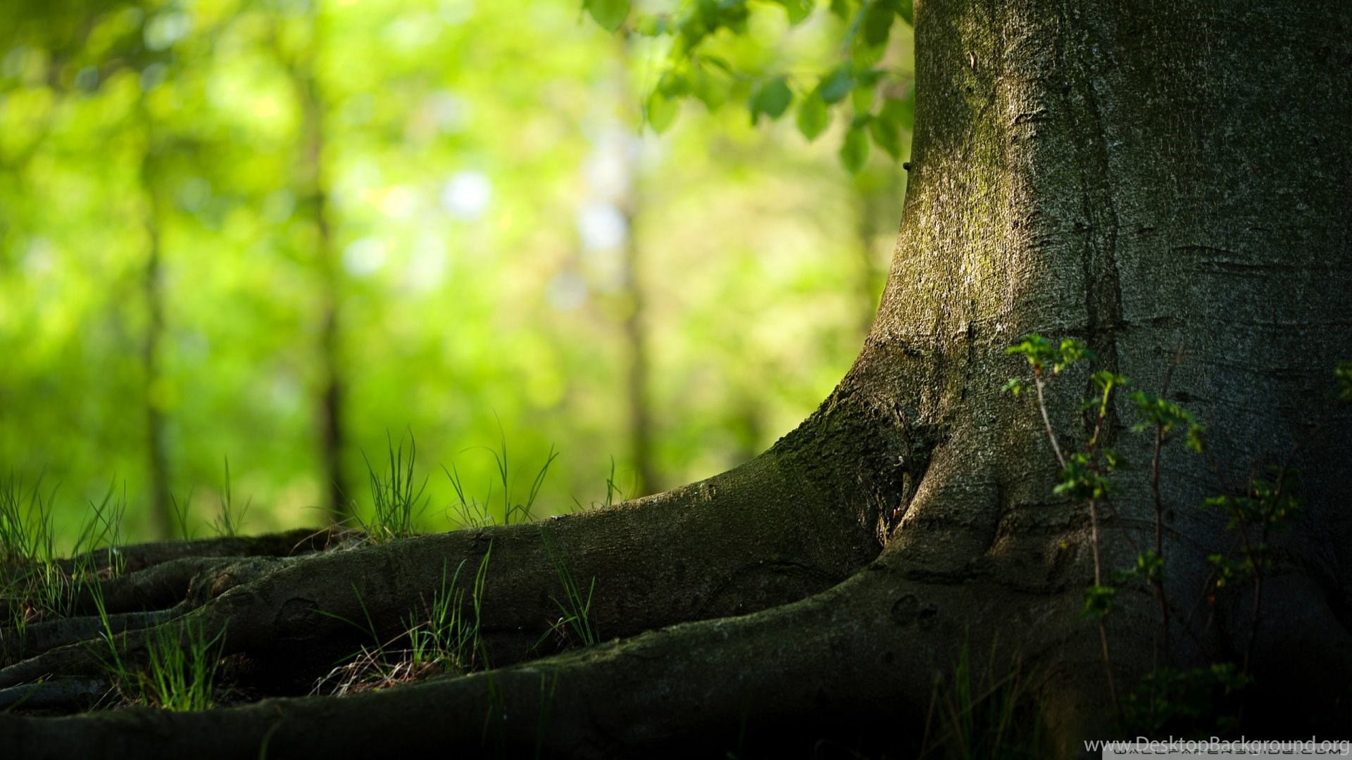 Tree Roots Wallpapers - Wallpaper Cave