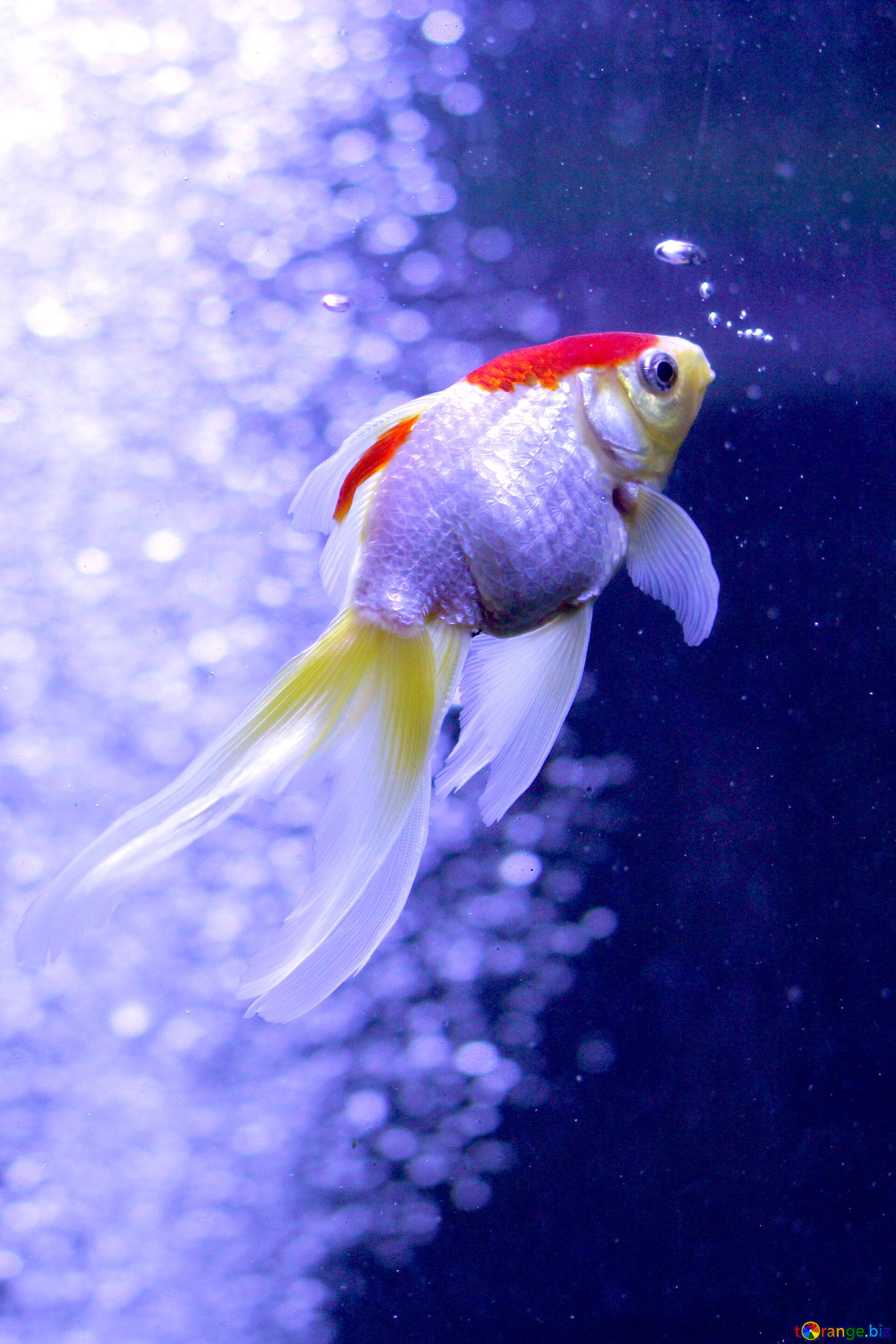 Ornamental Fish Wallpapers - Wallpaper Cave