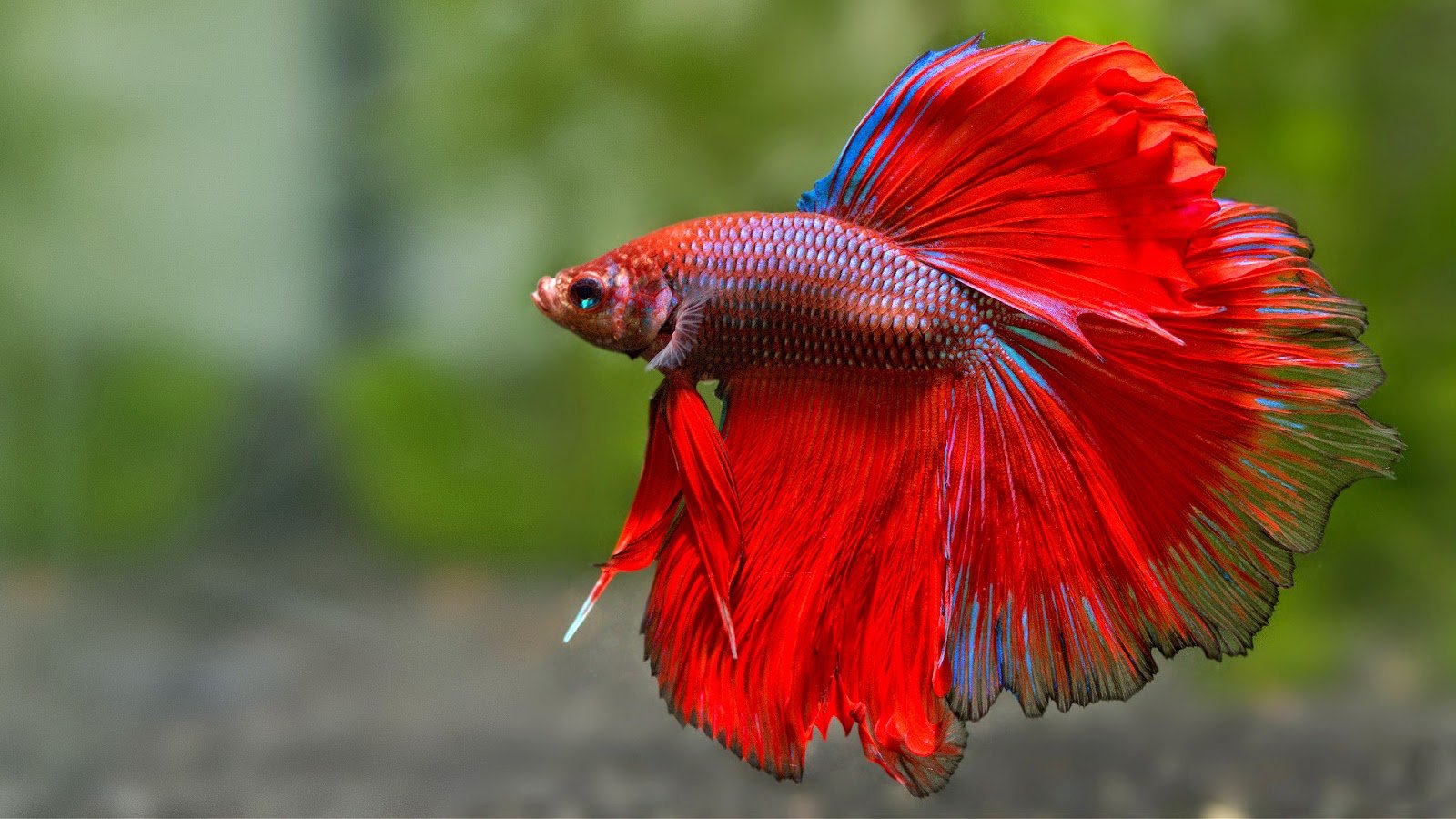 Ornamental Fish Wallpapers - Wallpaper Cave