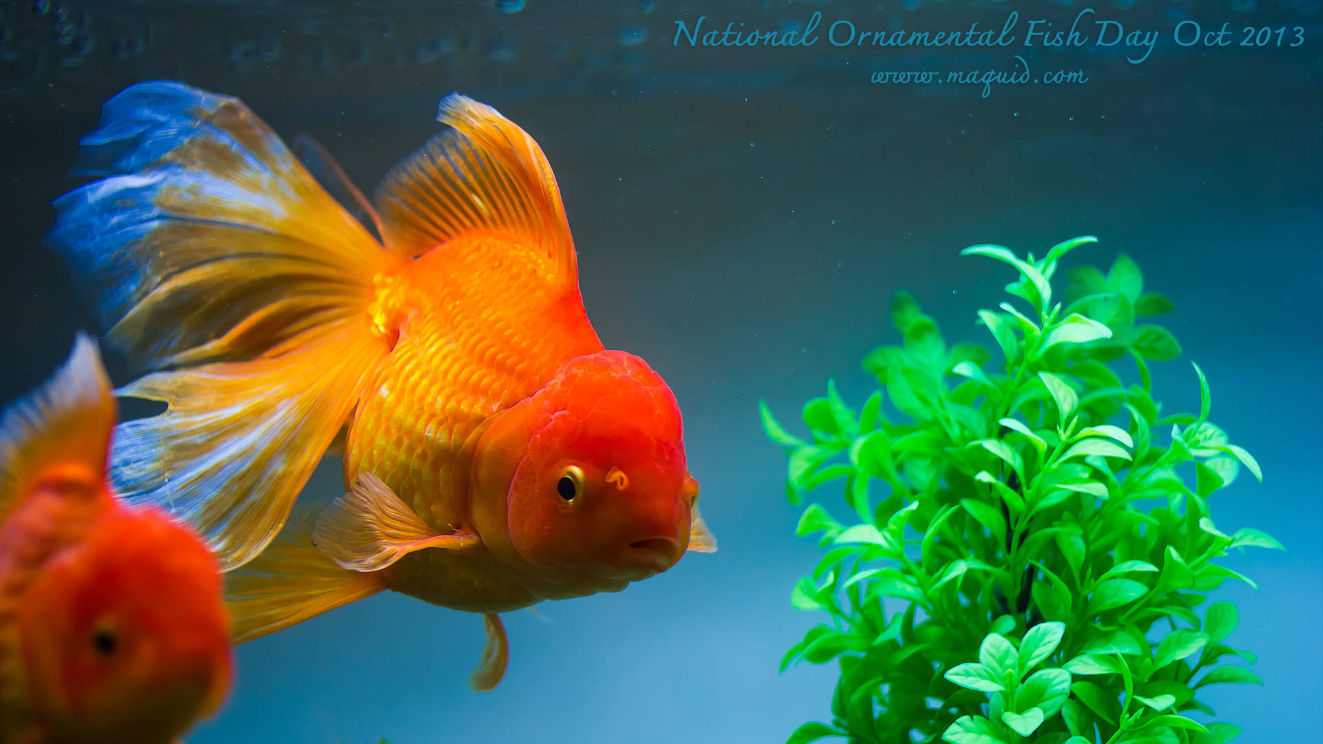 Ornamental Fish Wallpapers - Wallpaper Cave