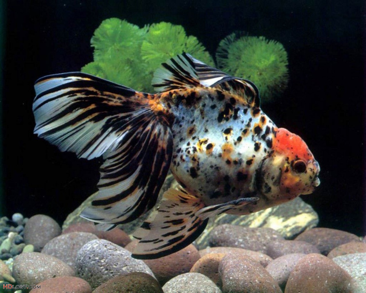 Ornamental Fish Wallpapers - Wallpaper Cave