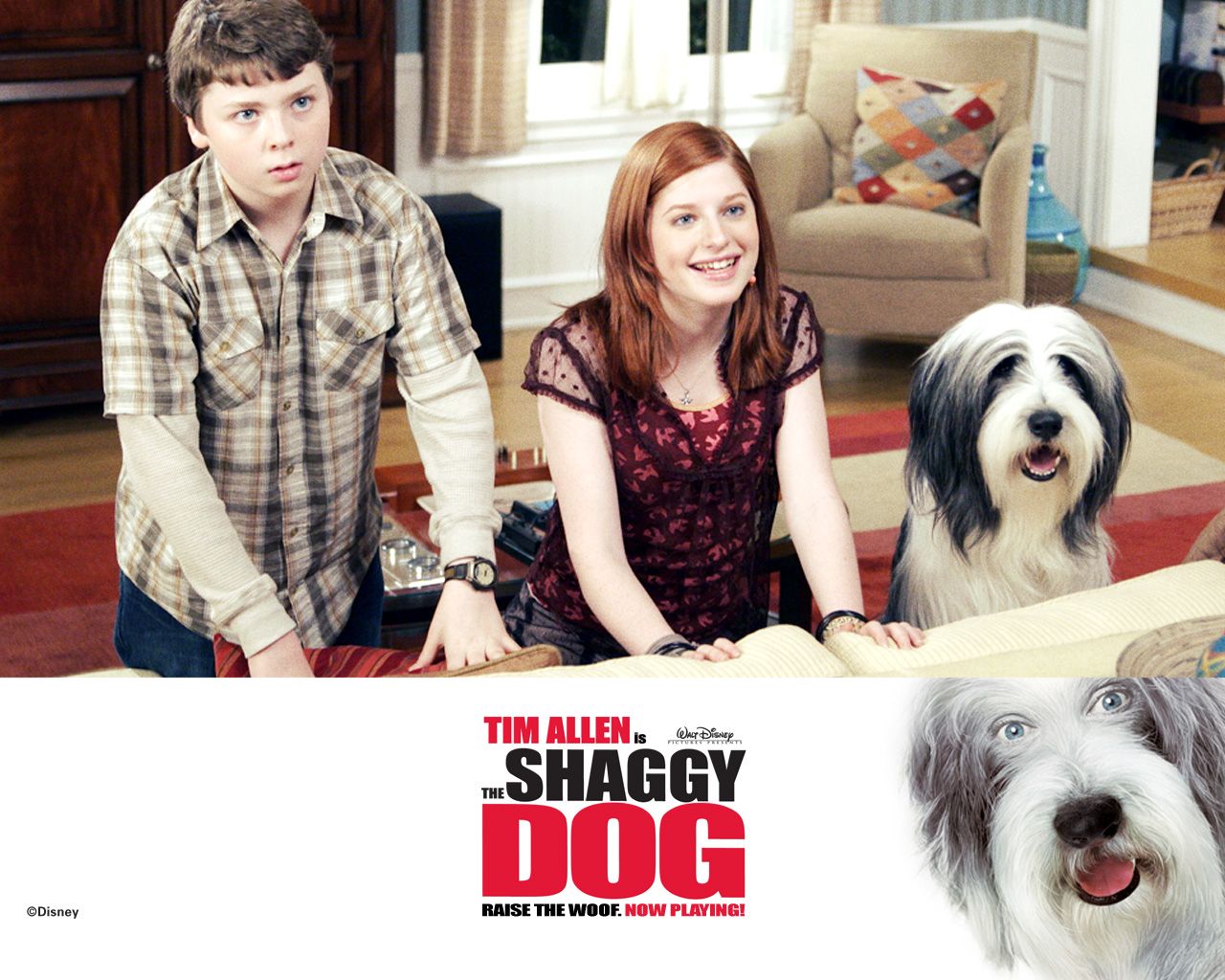 The Shaggy Dog Wallpapers - Wallpaper Cave