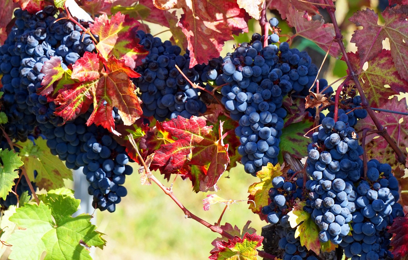 Autumn Grapes Wallpapers - Wallpaper Cave