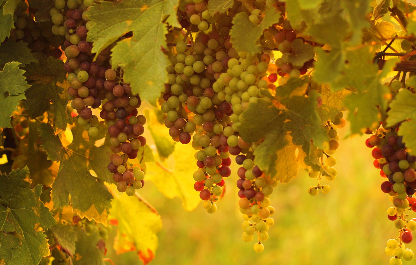 Autumn Grapes Wallpapers - Wallpaper Cave