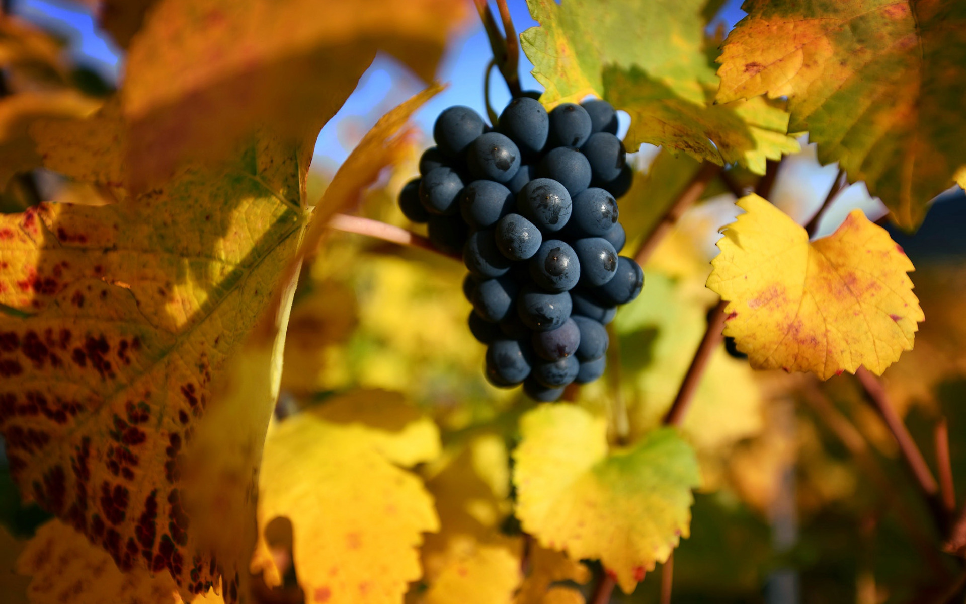 Autumn Grapes Wallpapers - Wallpaper Cave