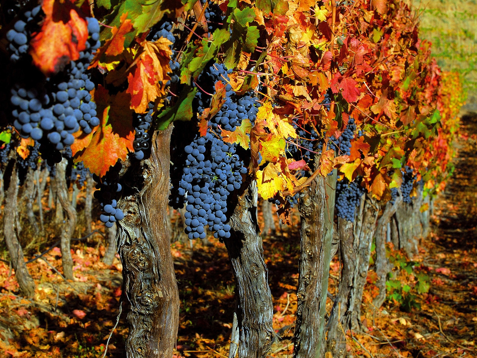 Autumn Grapes Wallpapers - Wallpaper Cave