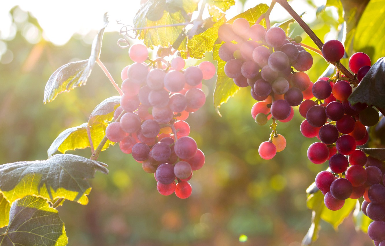 Autumn Grapes Wallpapers - Wallpaper Cave