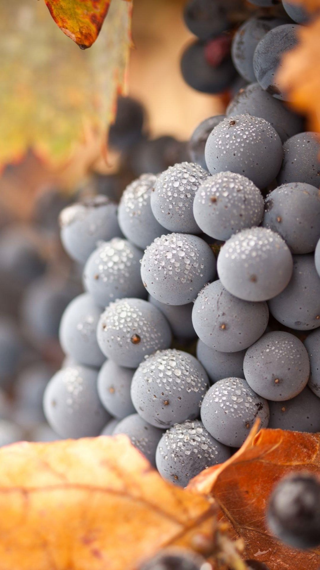 Autumn Grapes Wallpapers - Wallpaper Cave