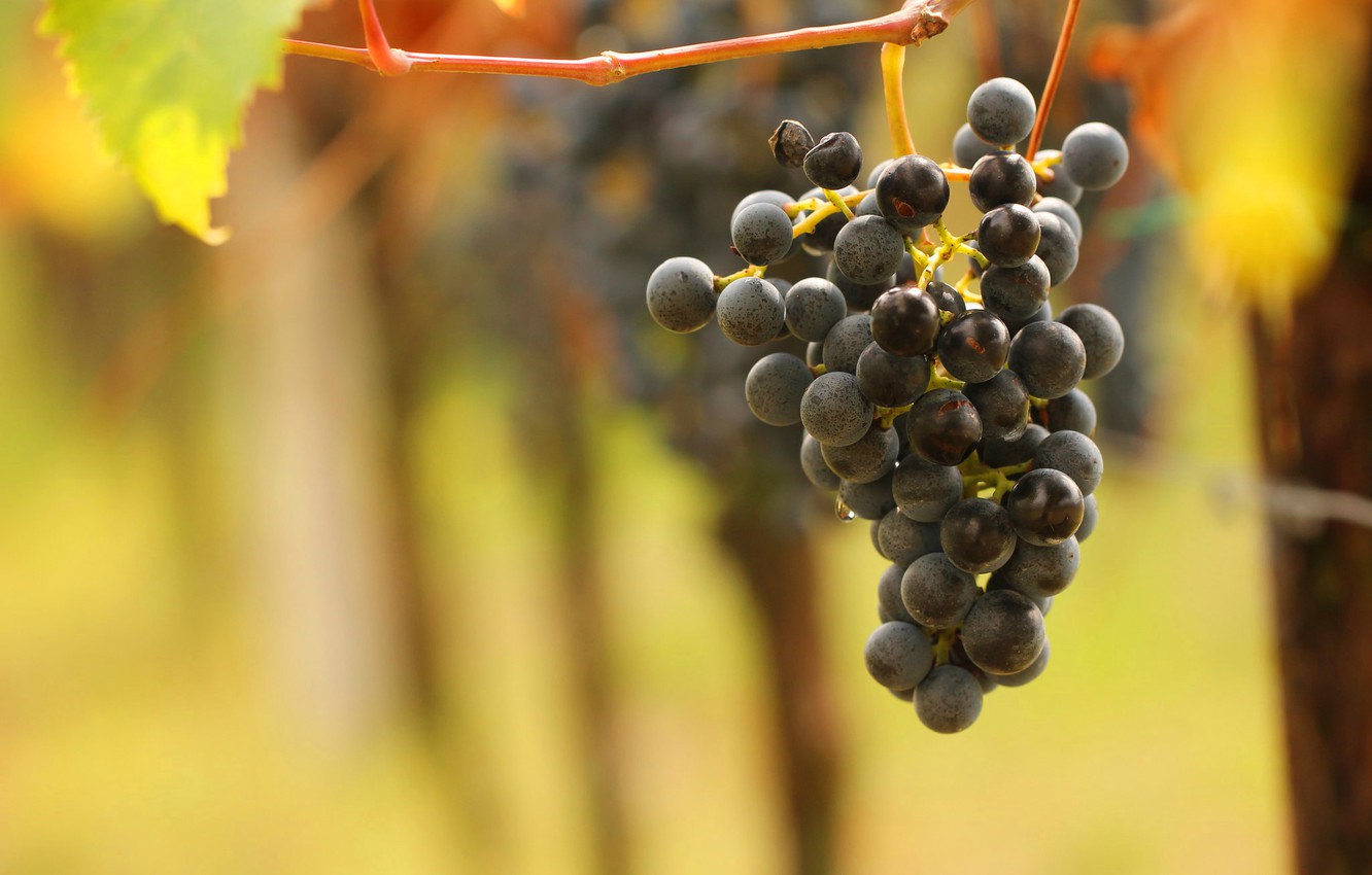 Autumn Grapes Wallpapers - Wallpaper Cave
