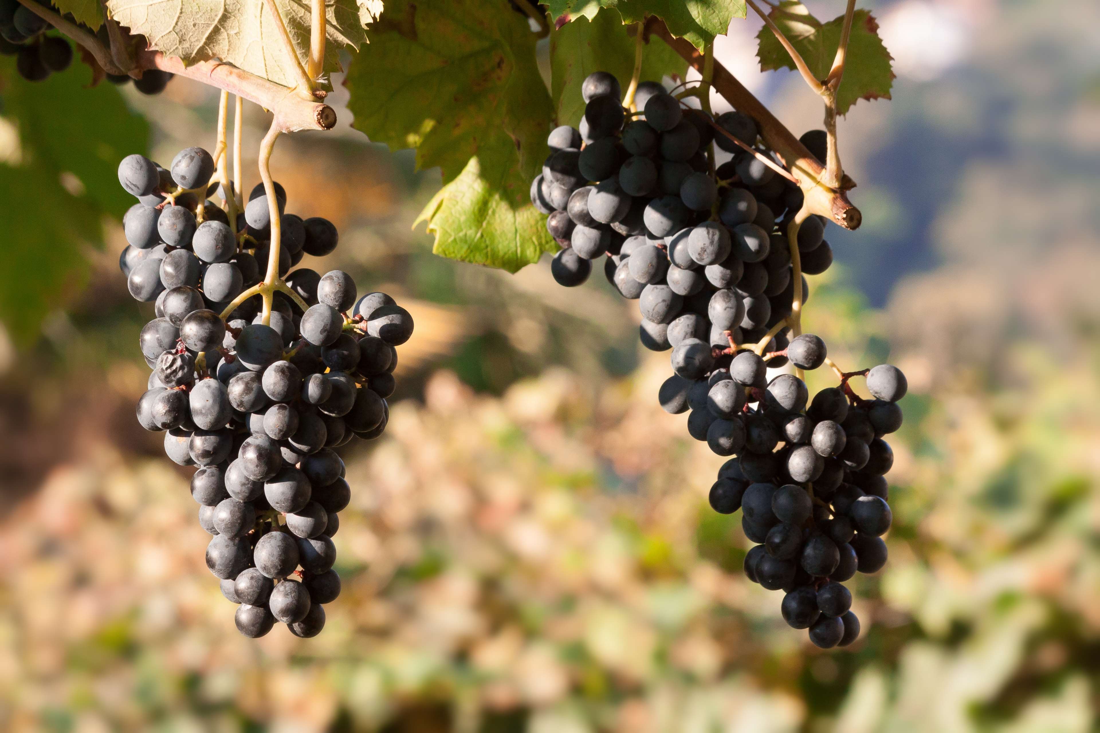 Autumn Grapes Wallpapers - Wallpaper Cave
