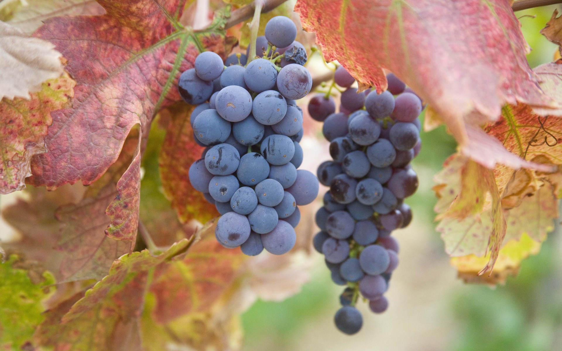 Autumn Grapes Wallpapers - Wallpaper Cave