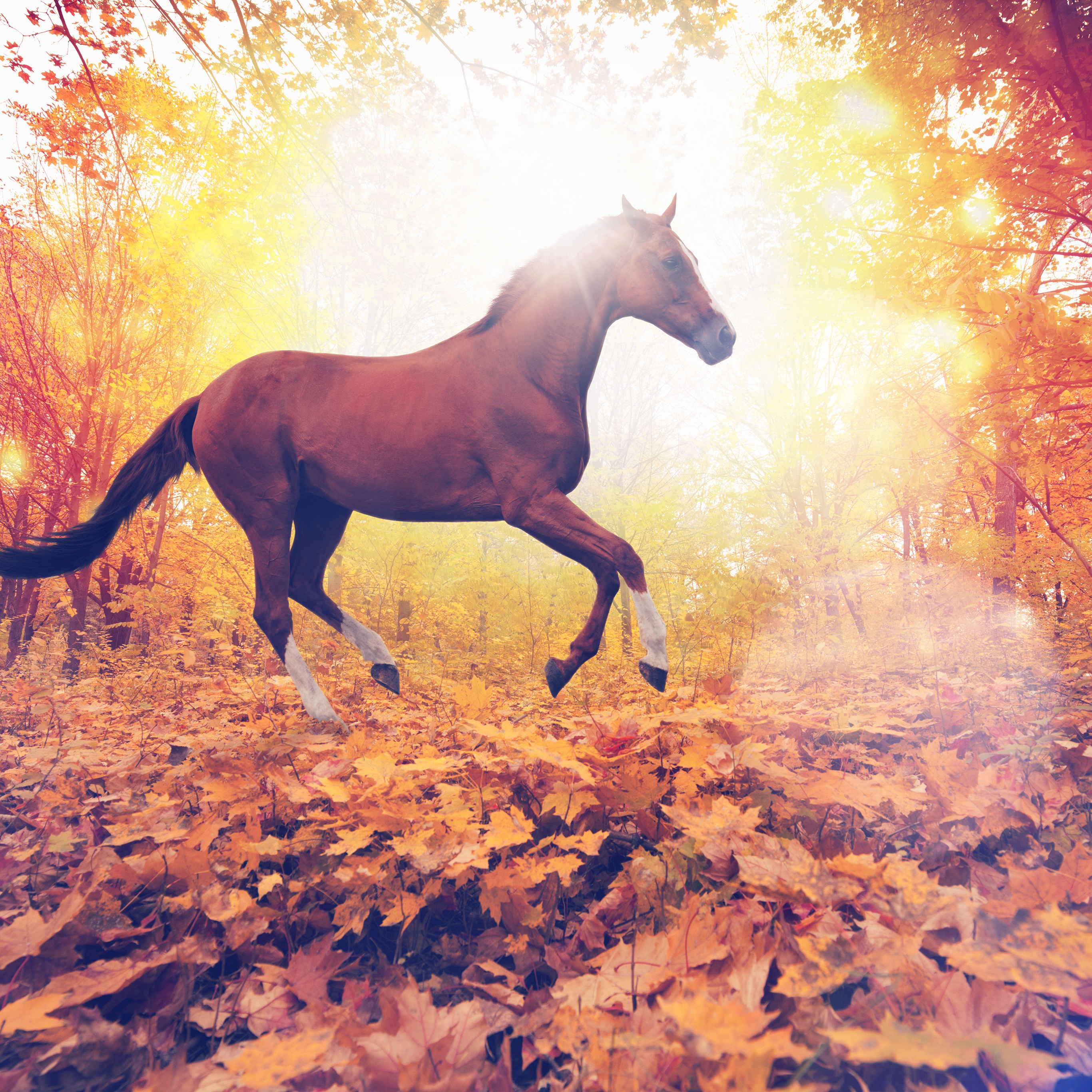 Autumn And Horses Wallpapers - Wallpaper Cave