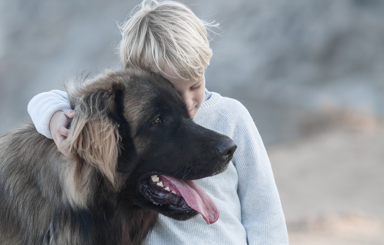 Leonberger Wallpapers - Wallpaper Cave
