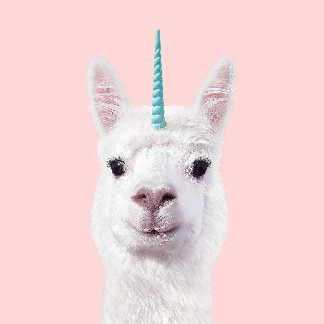 Llama Queen Wallpapers - Wallpaper Cave
