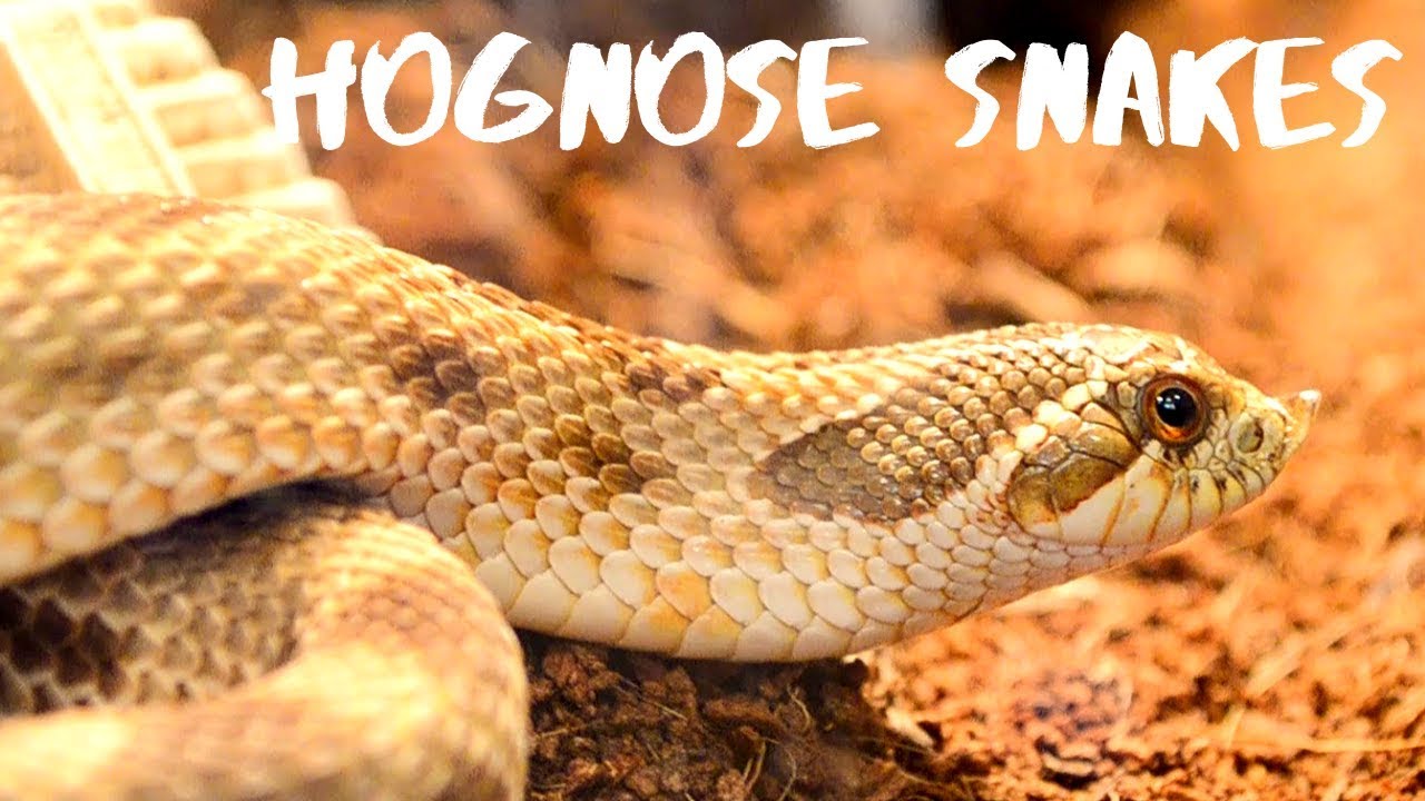 Hognose Snake Wallpapers - Wallpaper Cave