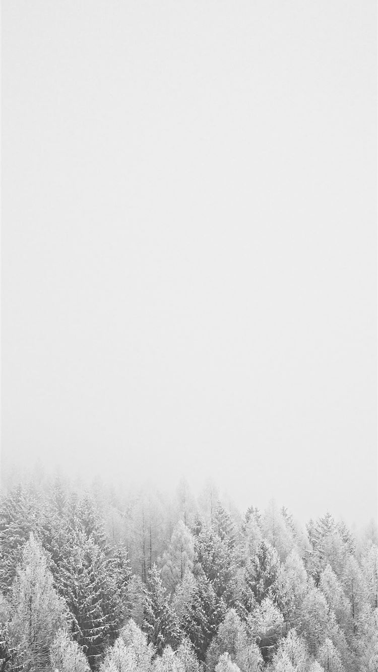 Winter White Tree Wallpapers - Wallpaper Cave