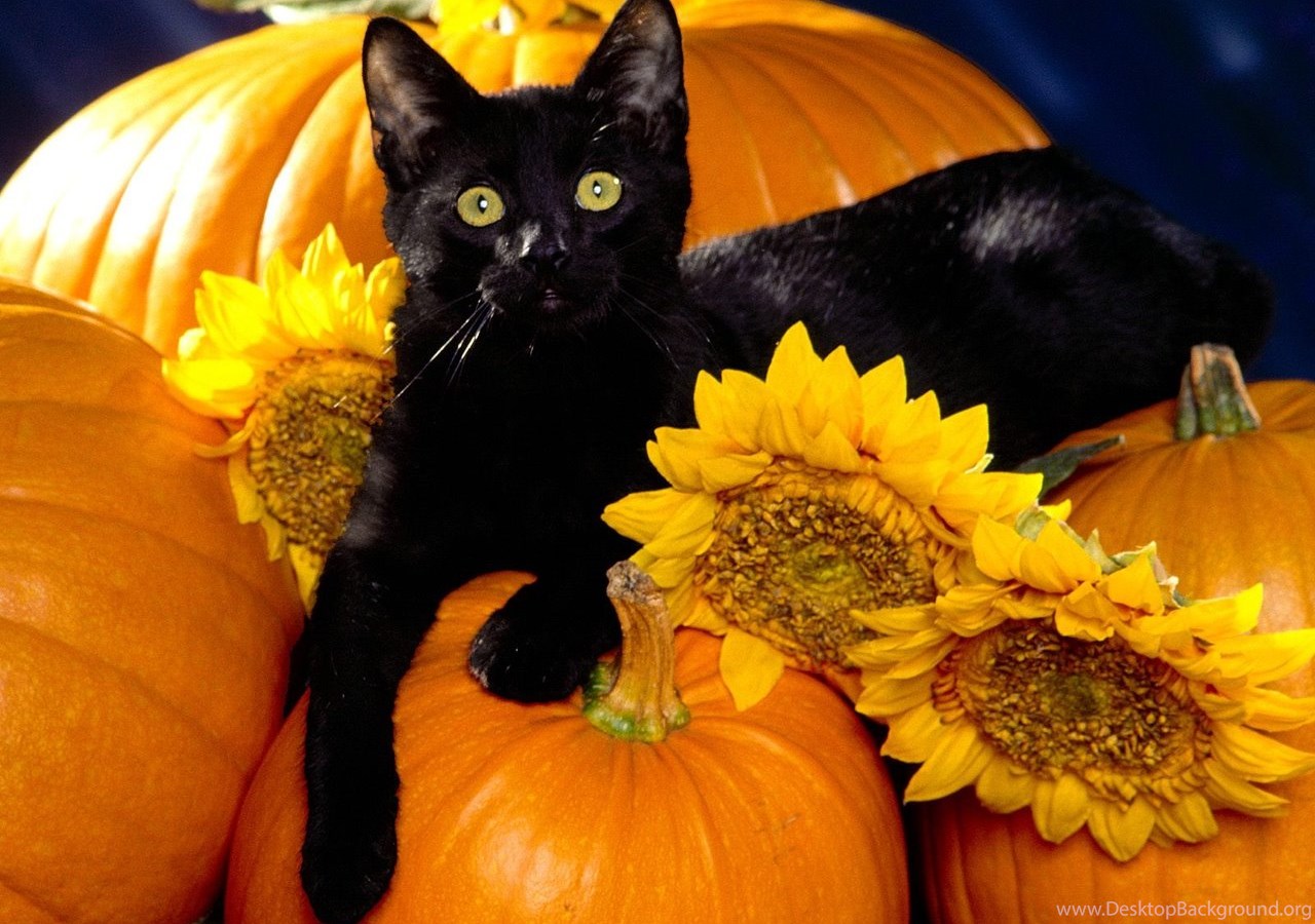 Pets Halloween Wallpapers - Wallpaper Cave