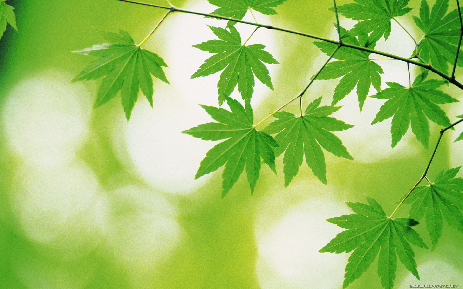 Green Environment Wallpapers - Wallpaper Cave