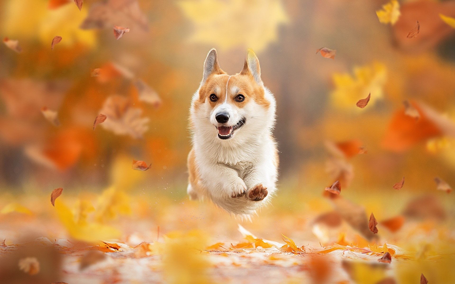 Cute Dogs Fall Wallpapers - Wallpaper Cave