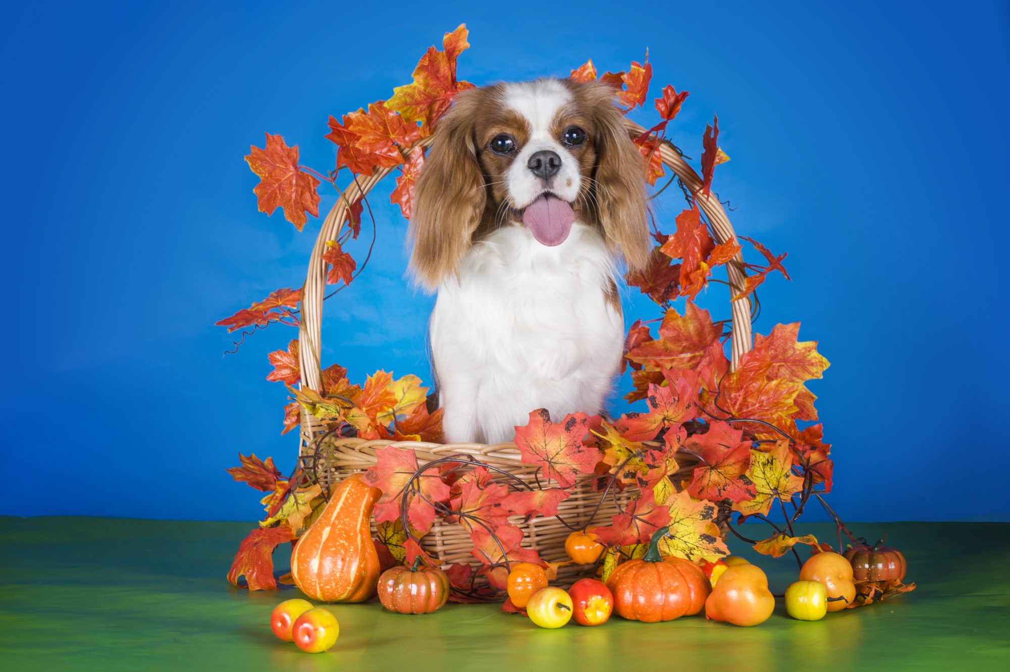 Cute Dogs Fall Wallpapers - Wallpaper Cave