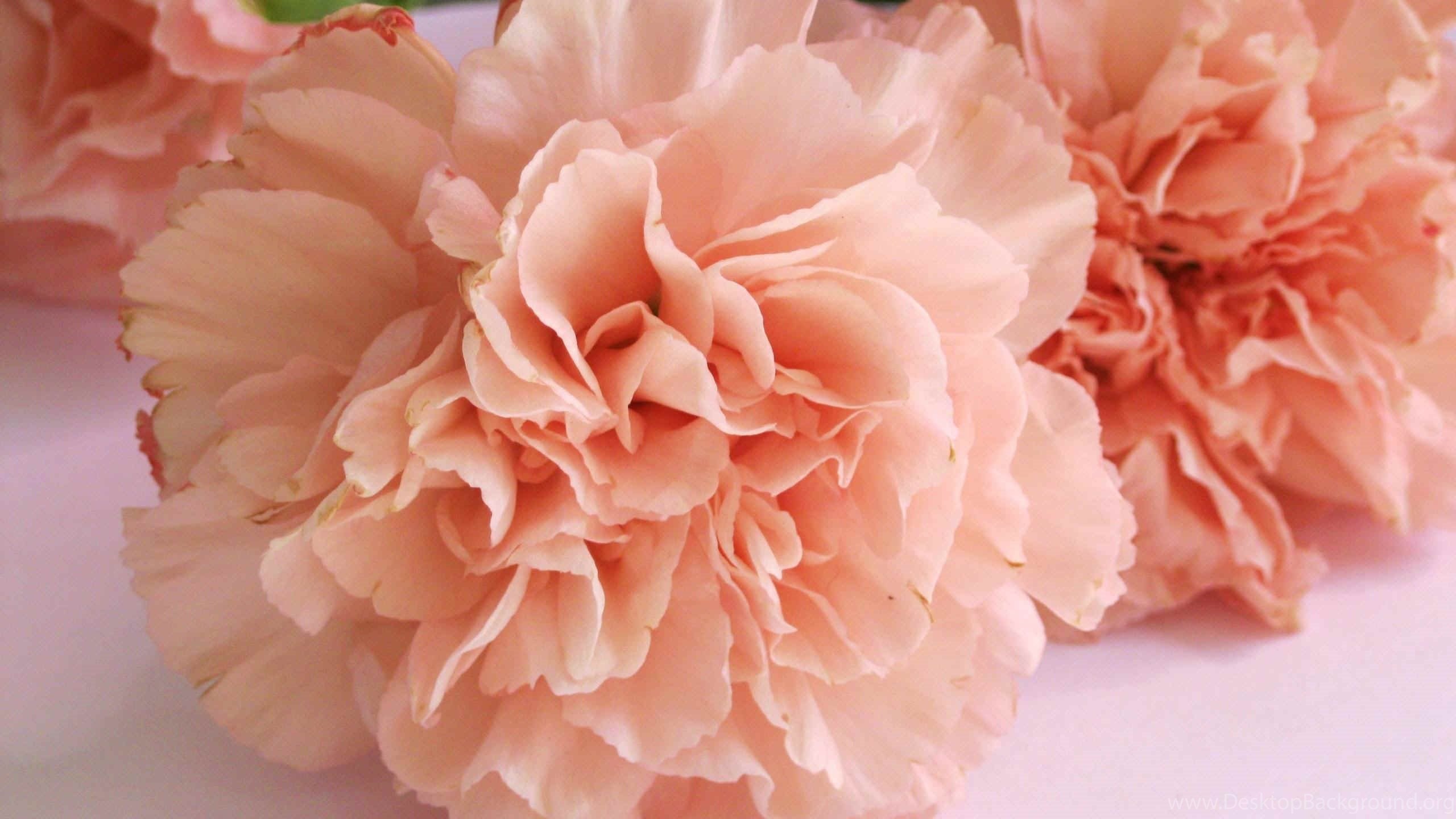 Peach Flower Wallpapers - Wallpaper Cave