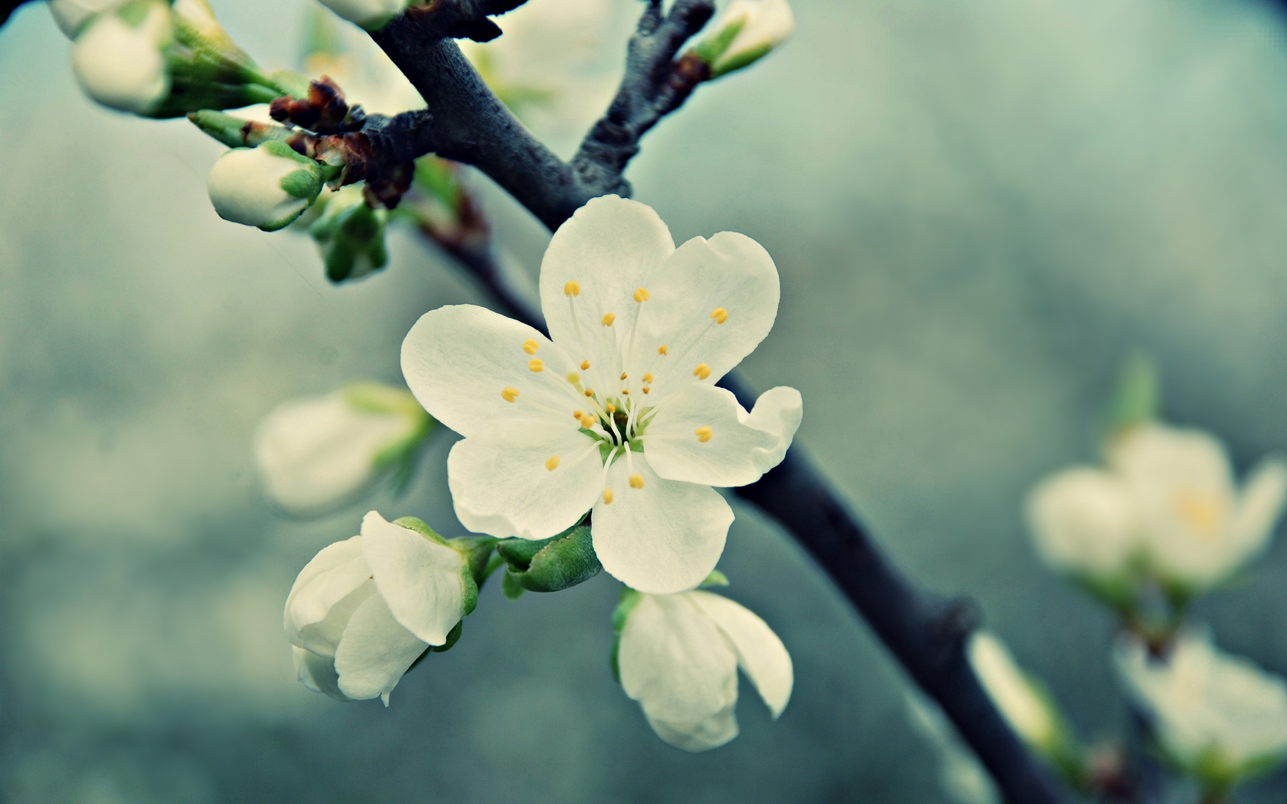 Peach Flower Wallpapers - Wallpaper Cave