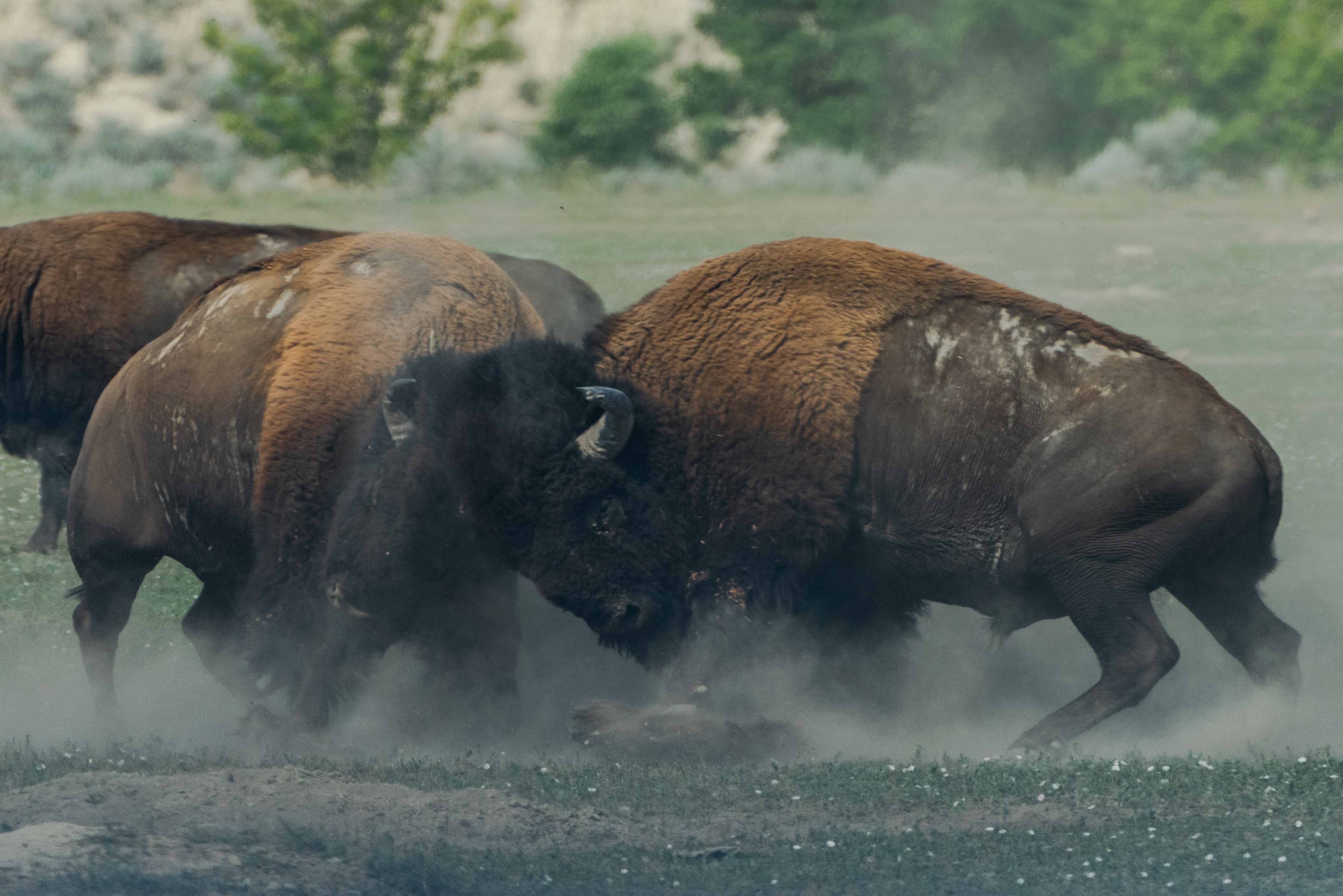 Fighting Bison Wallpapers - Wallpaper Cave