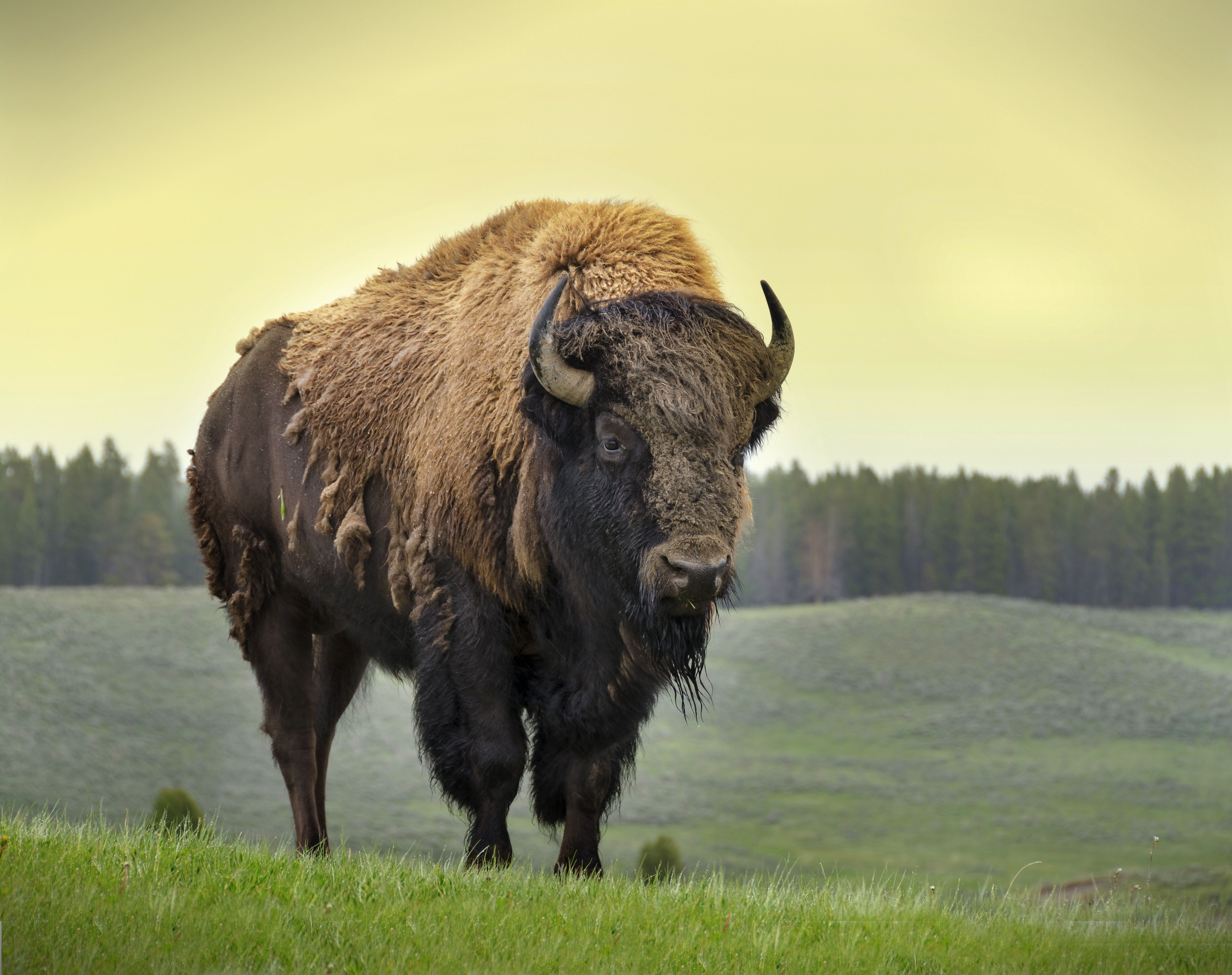 Fighting Bison Wallpapers - Wallpaper Cave